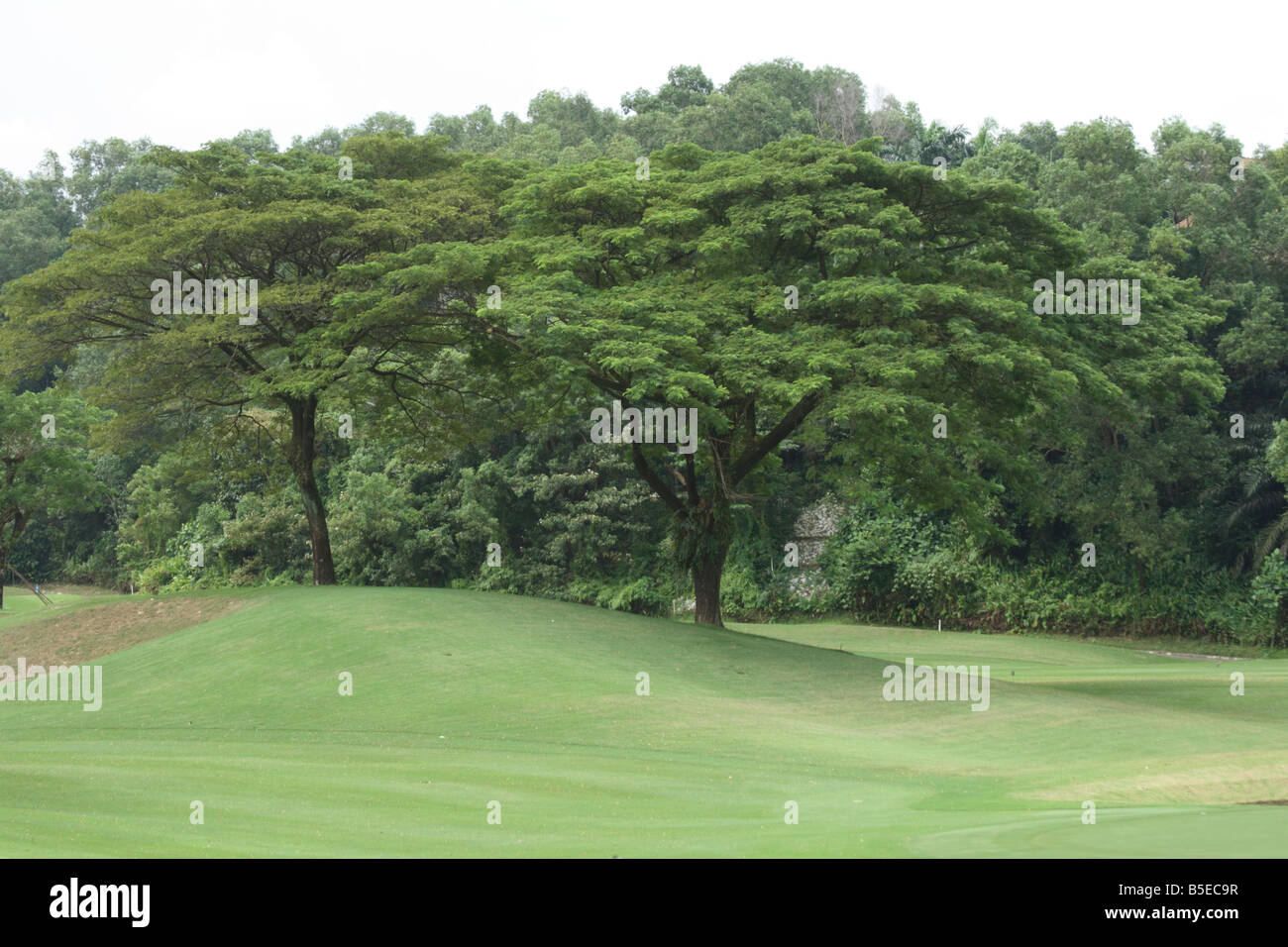 tropical tree at golf course Stock Photo - Alamy