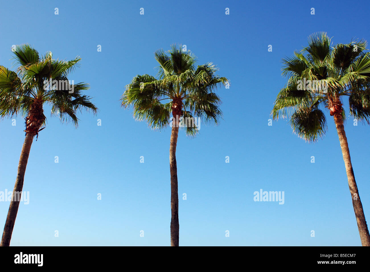 Three palm trees Gran Canaria Stock Photo - Alamy