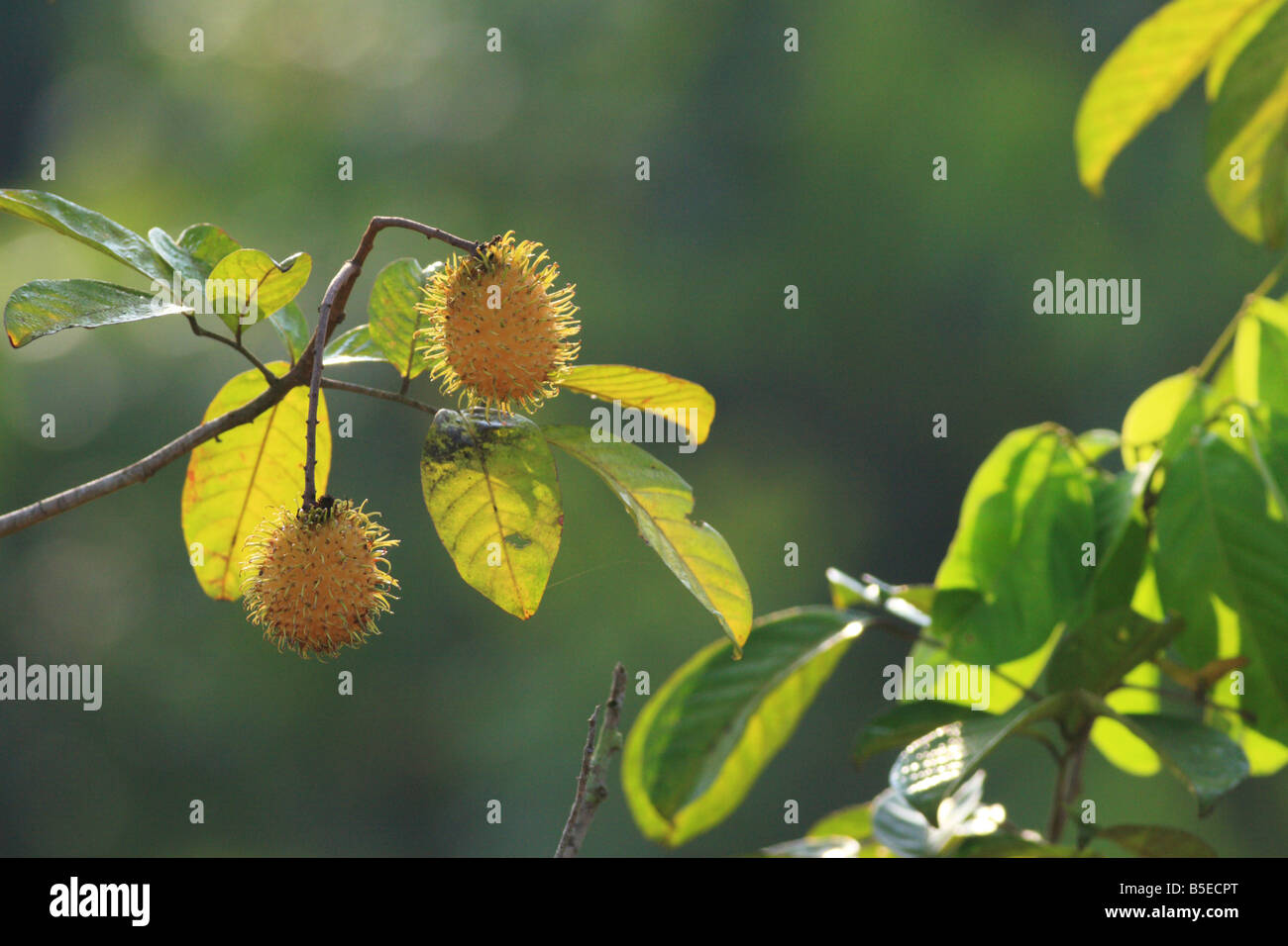 Malaysia local fruit hi-res stock photography and images - Alamy