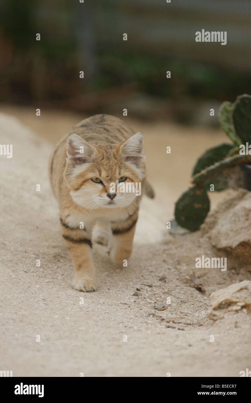 Harrisoni hi-res stock photography and images - Alamy