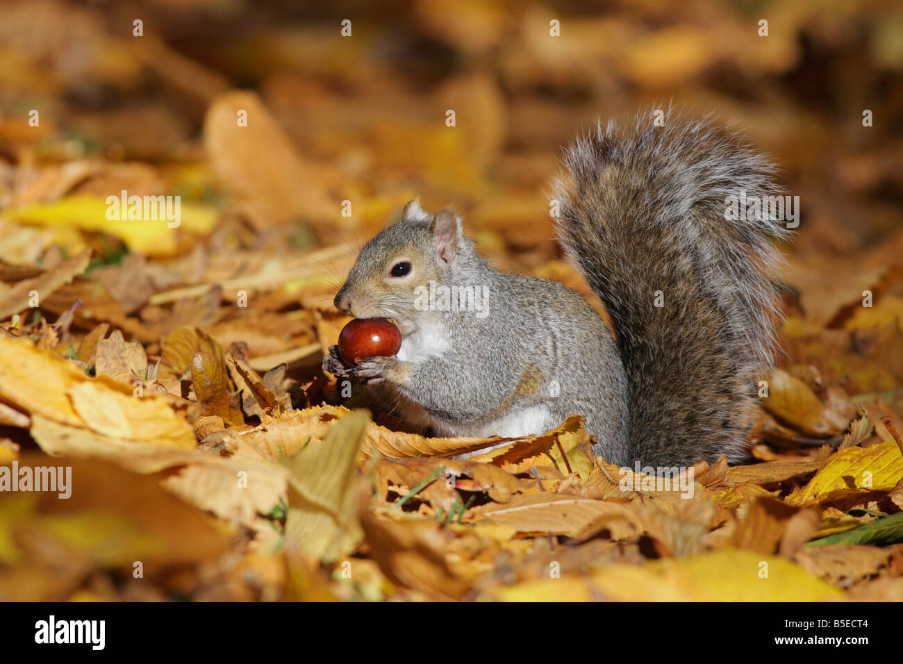 Grey squirrel with chestnut in autumn Victoria British Columbia Canada ...