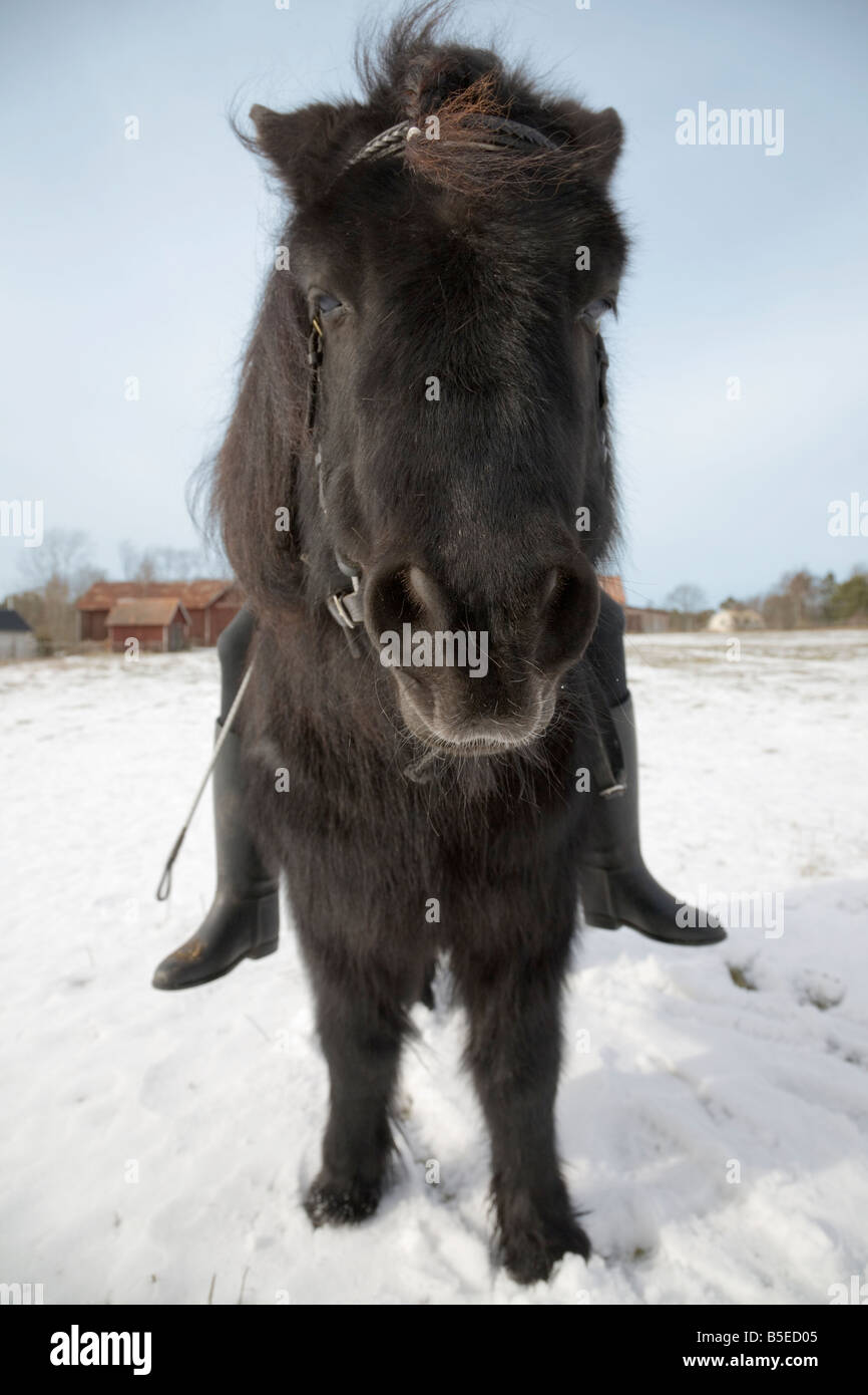 Braided forelock hi-res stock photography and images - Alamy