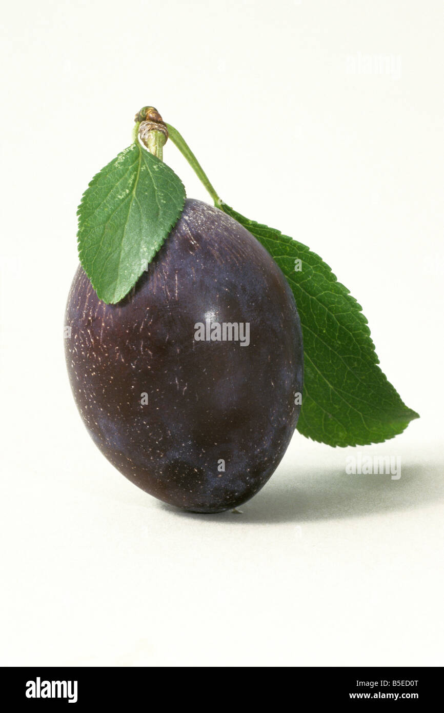 Damask Plum Stock Photos & Damask Plum Stock Images - Alamy