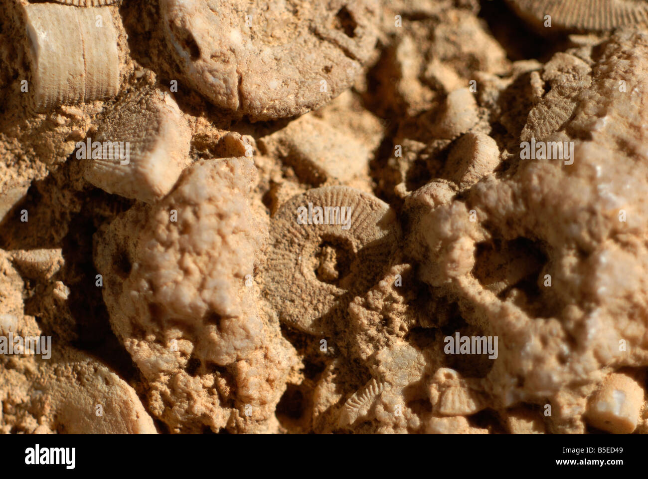 Small fossils in sandstone Stock Photo - Alamy