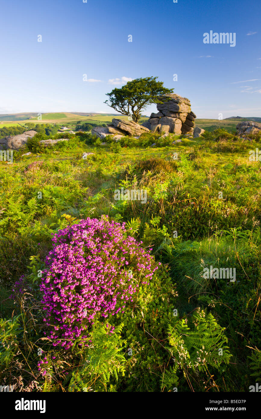 Bell heather and bracken on the summer moor Saddle Tor Dartmoor ...