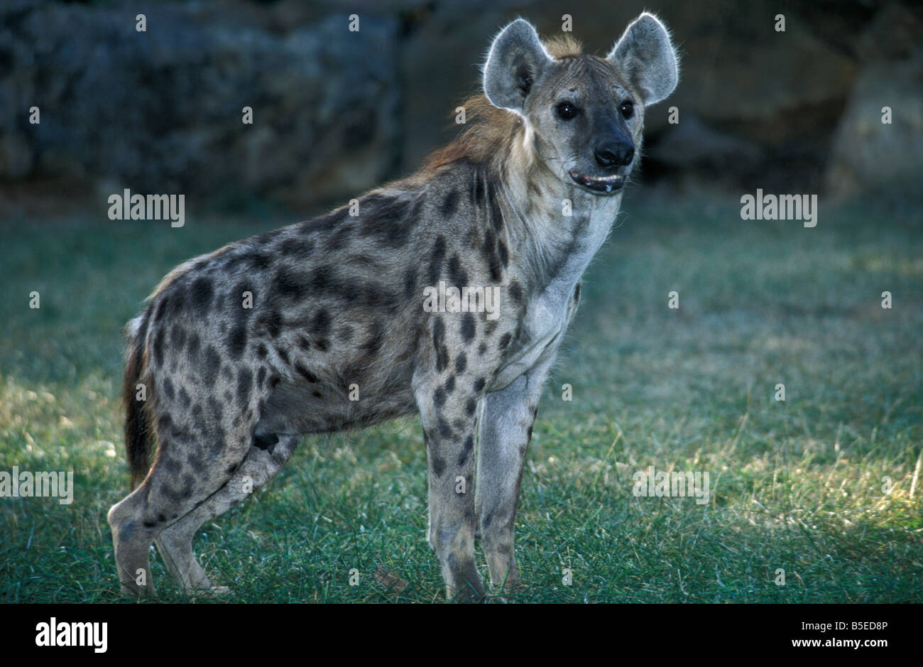 Speckled hyenas hi-res stock photography and images - Alamy