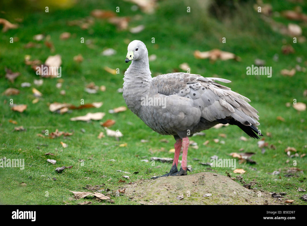 Cape barren goose Cereopsis novaehollandiae Native to South Australia ...