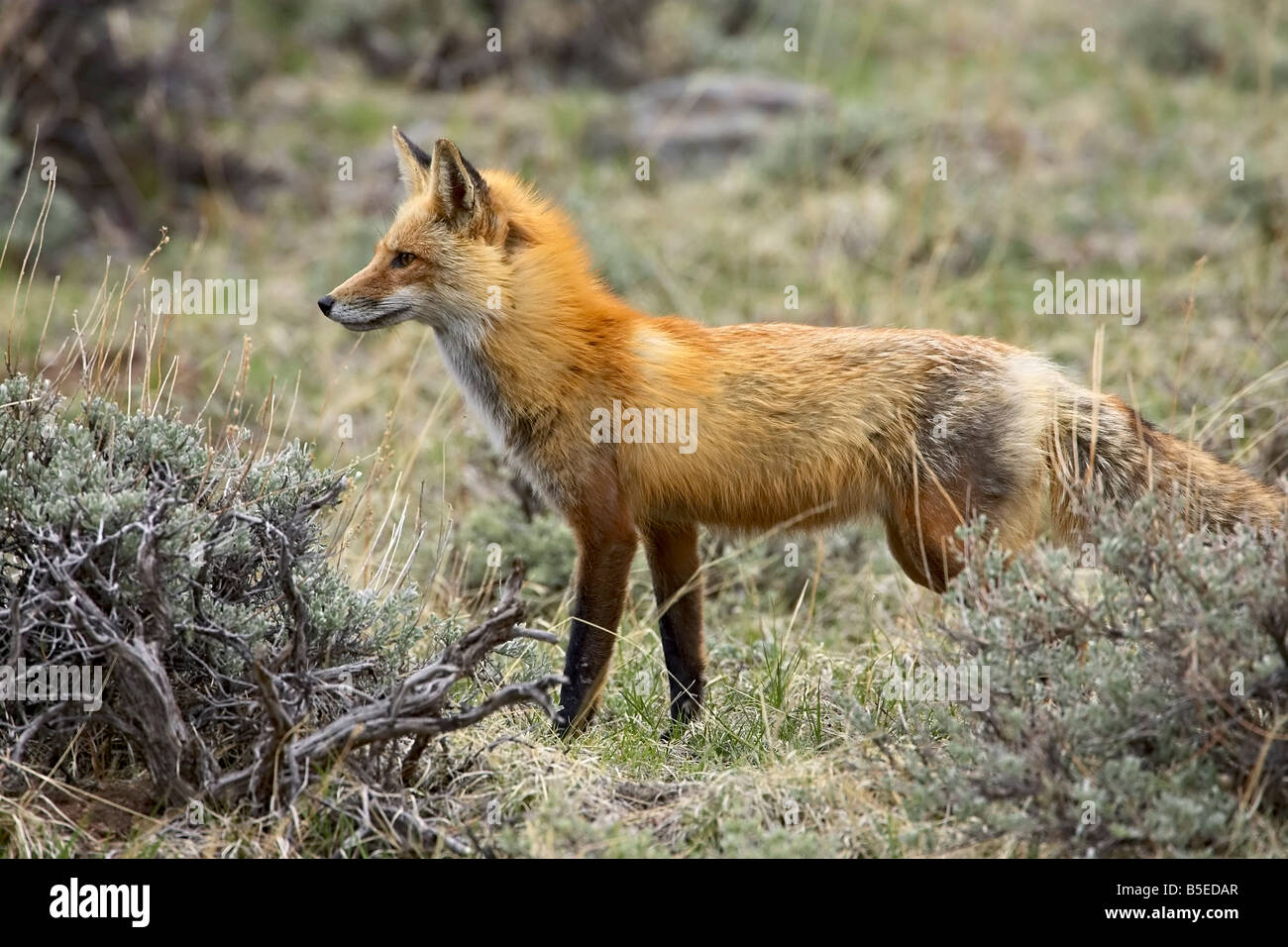 Side view of fox hi-res stock photography and images - Alamy