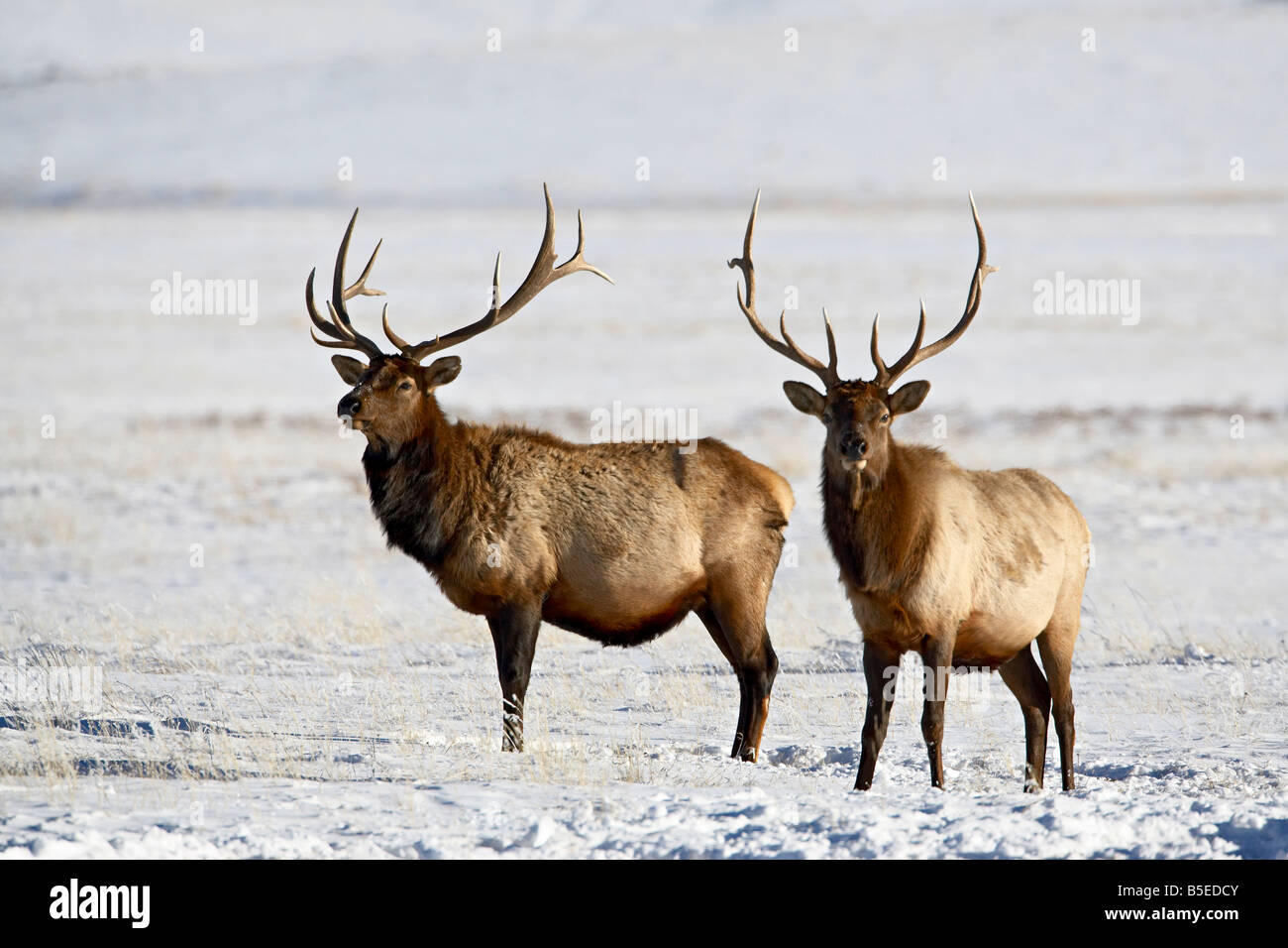 Two bull elk (Cervus canadensis) in the snow, National Elk Refuge ...