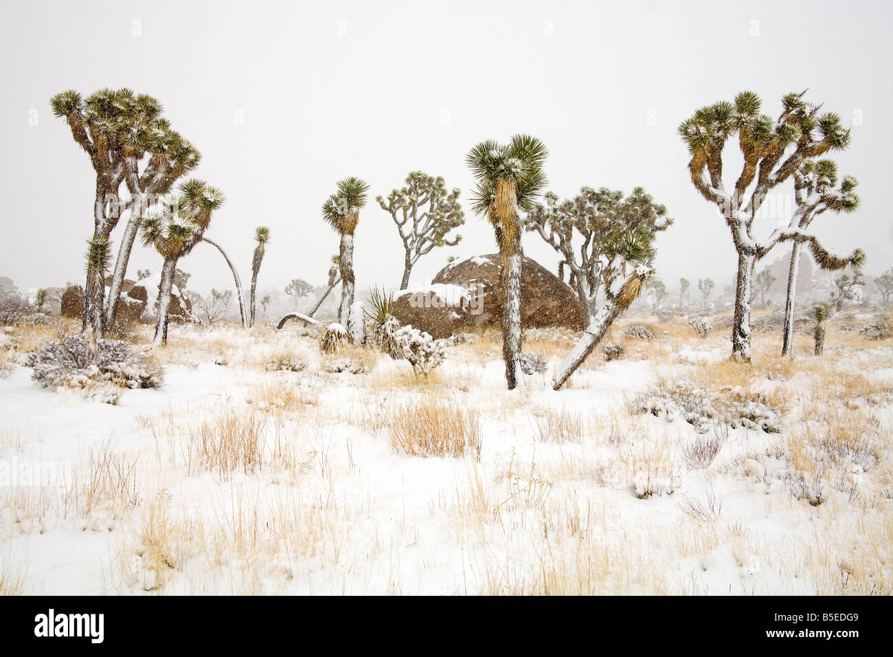 Rare winter snowfall, Joshua Tree National Park, California, USA, North ...