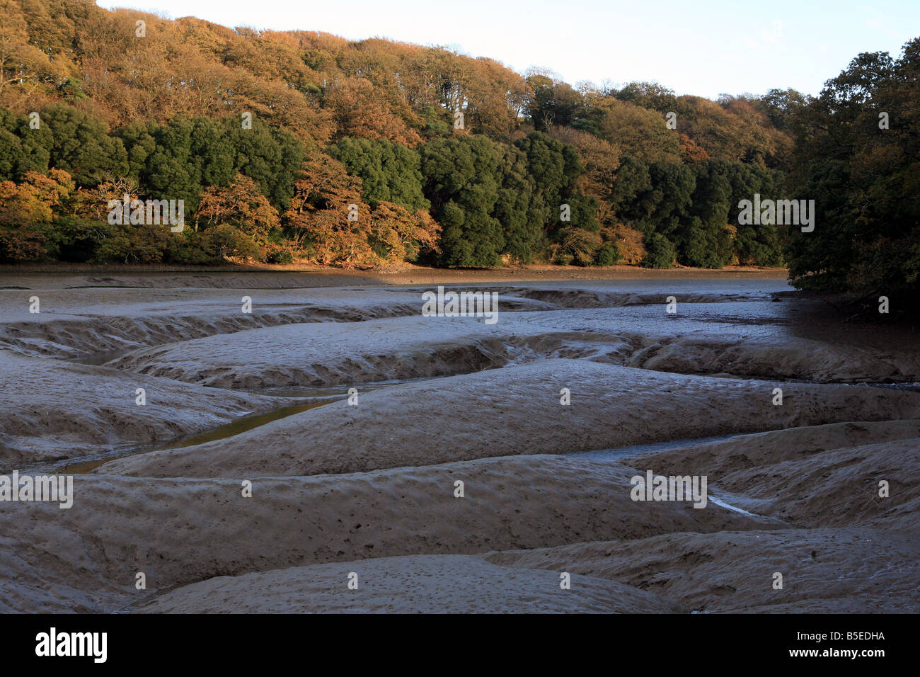 The mud flats at low tide near Pencalenick on the tresillian river ...