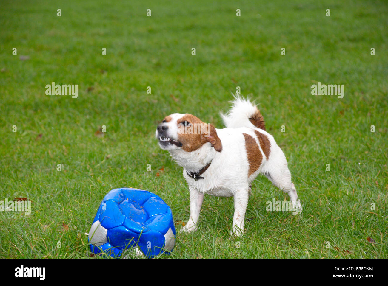 Jack russell terrier playing football hi-res stock photography and ...