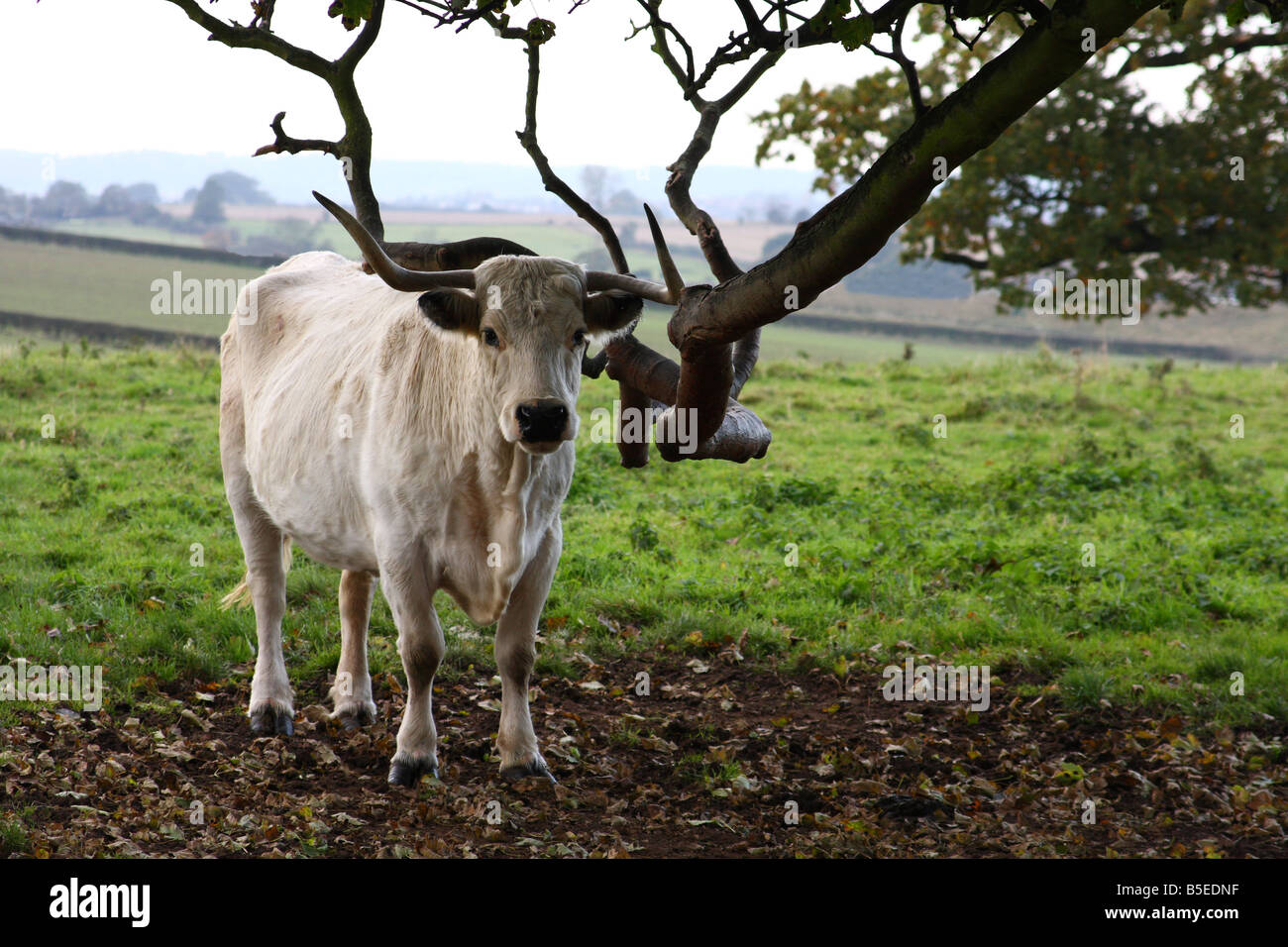 Foot and mouth cattle hi-res stock photography and images - Alamy
