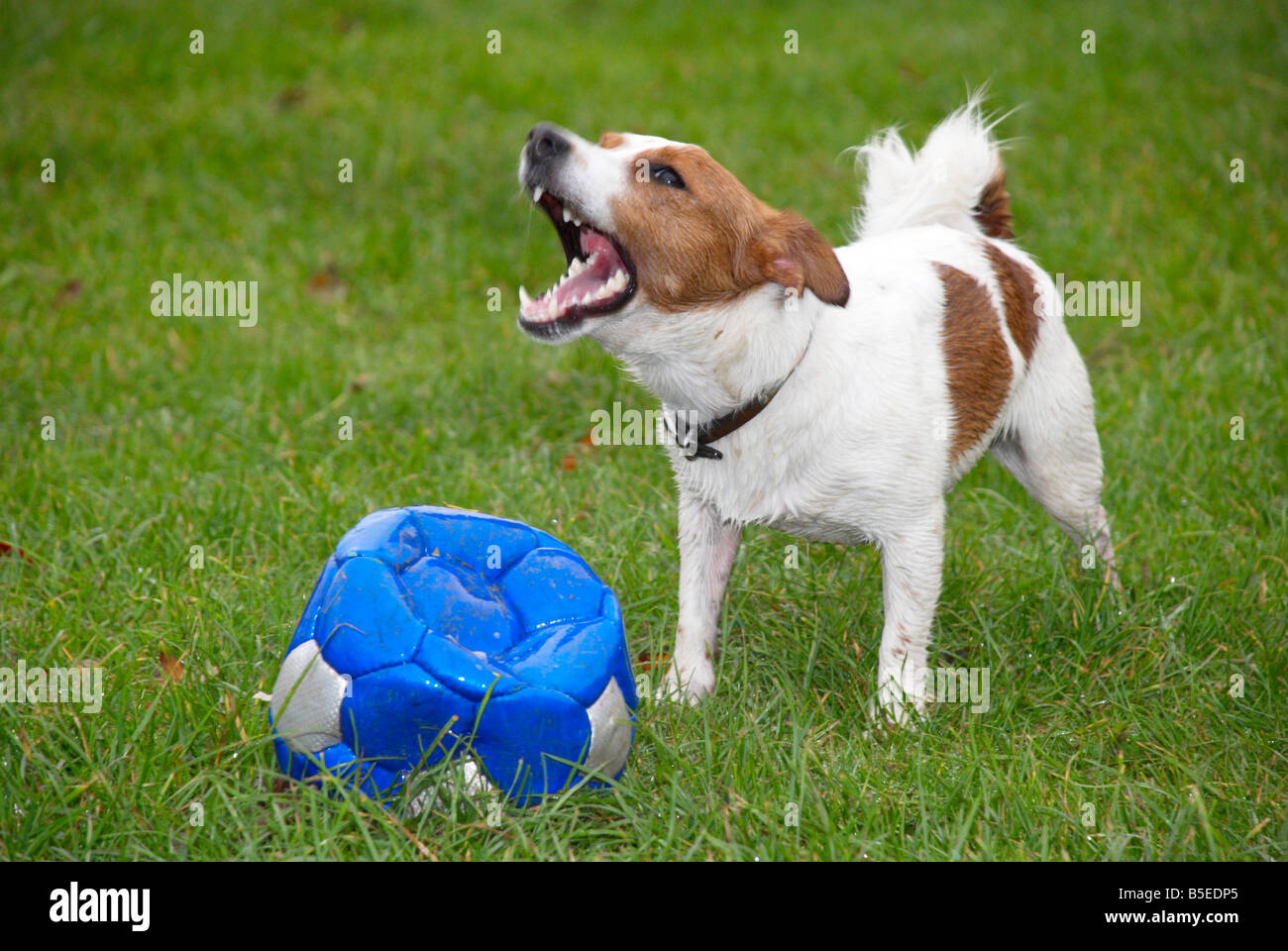 jack russell terrier playing football (soccer) in the park Stock Photo ...