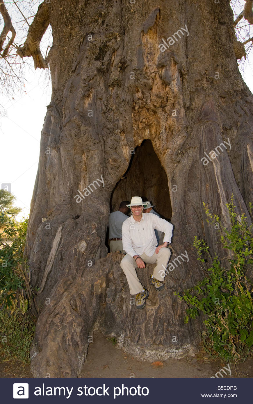 Hollow Baobab Tree Africa Stock Photos & Hollow Baobab Tree Africa ...