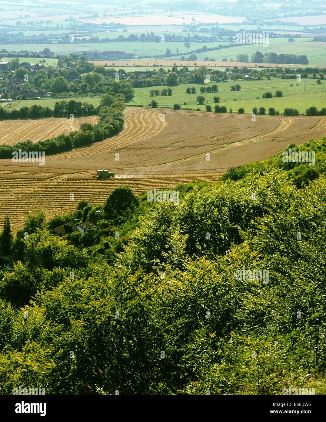 a field of crops ripening in the summer sunshine Stock Photo - Alamy