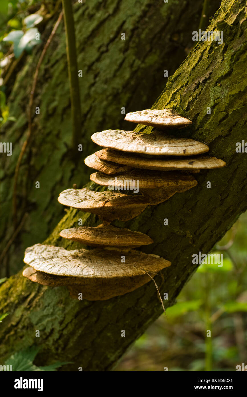Fungus on tree trunk hi-res stock photography and images - Alamy