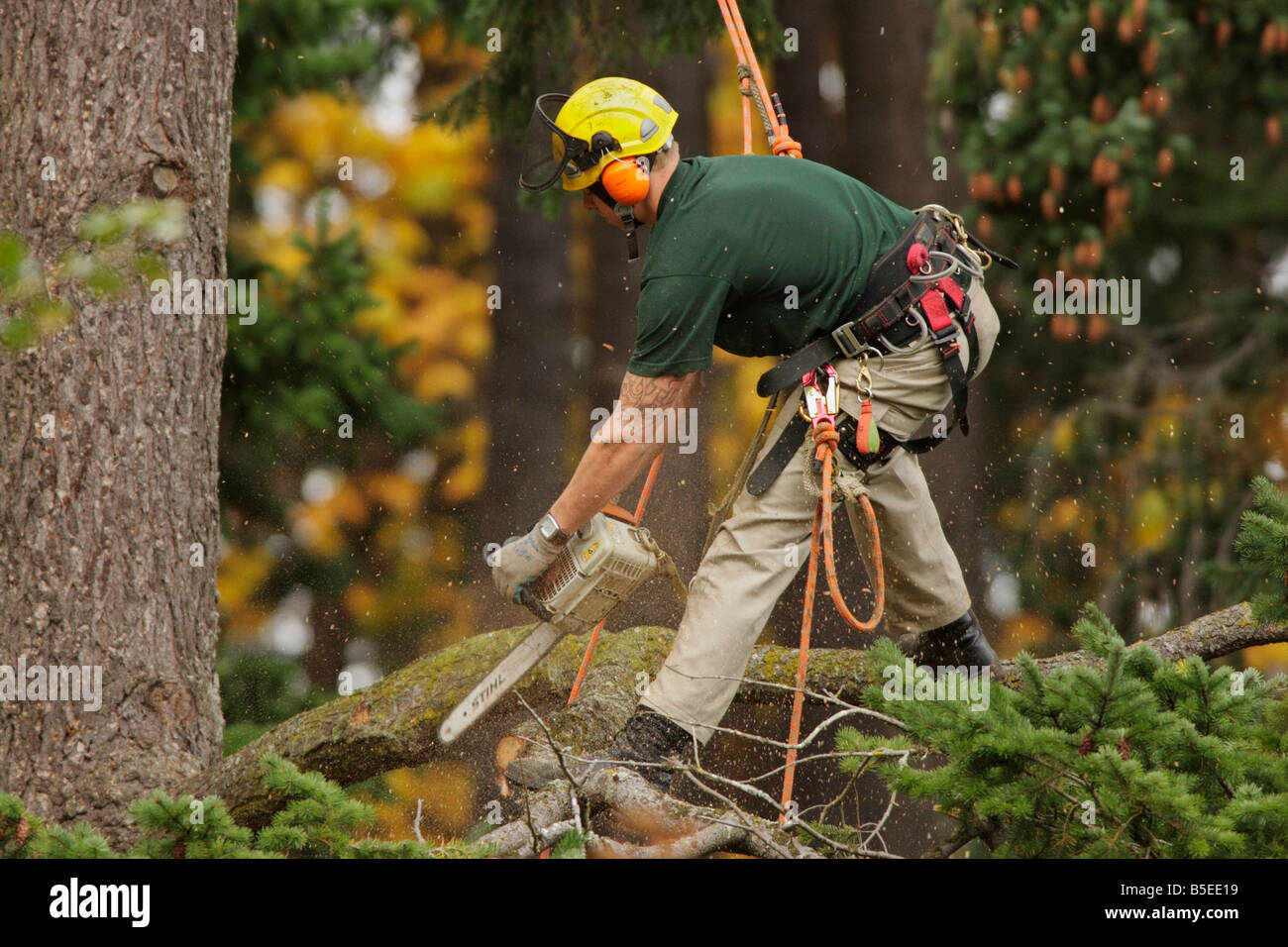 Douglas fir canada and young hi-res stock photography and images - Alamy