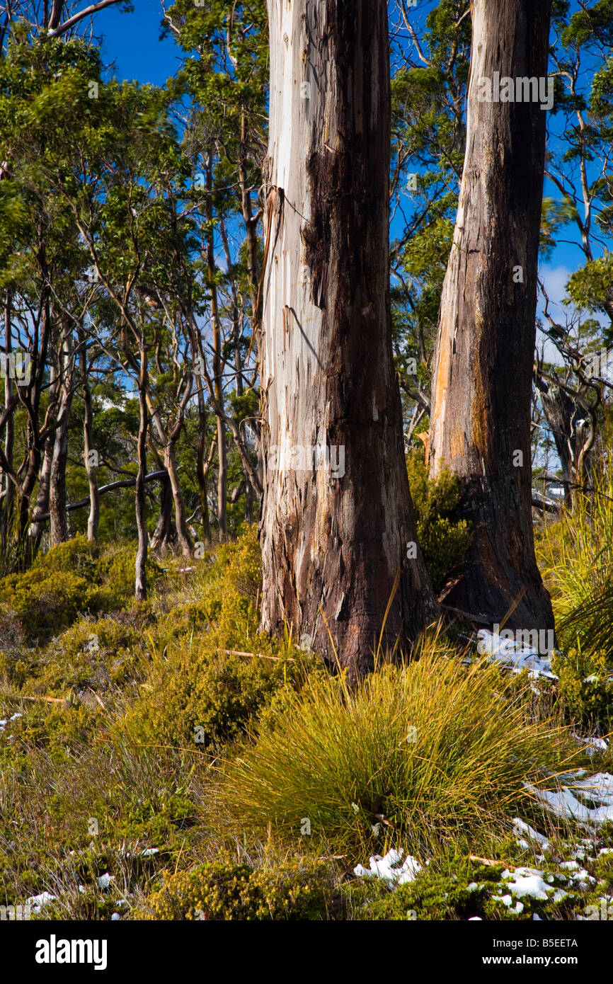 Tasmania Bush High Resolution Stock Photography and Images - Alamy