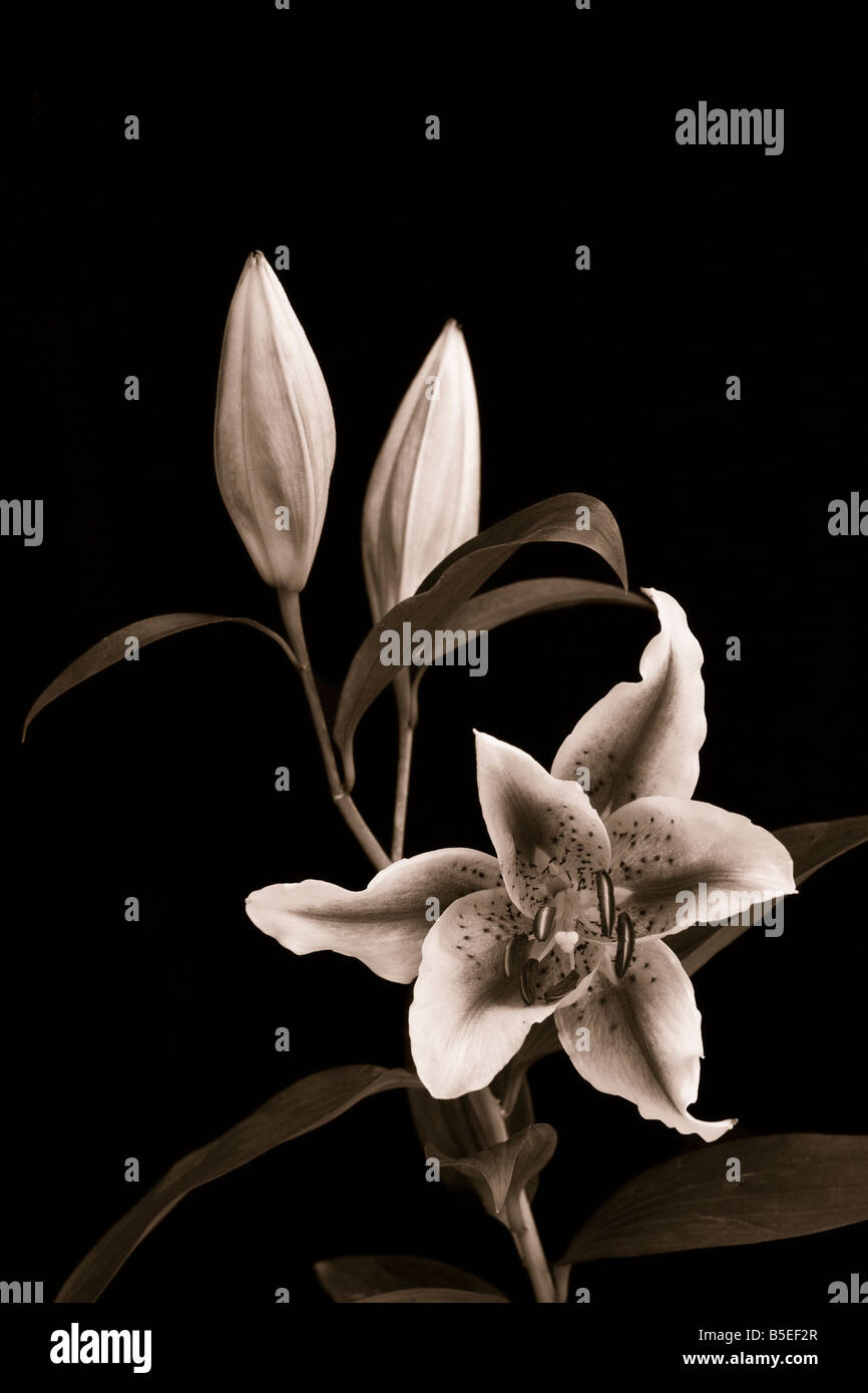 Stargazer lily with one flower and two buds, showing stamens and ...
