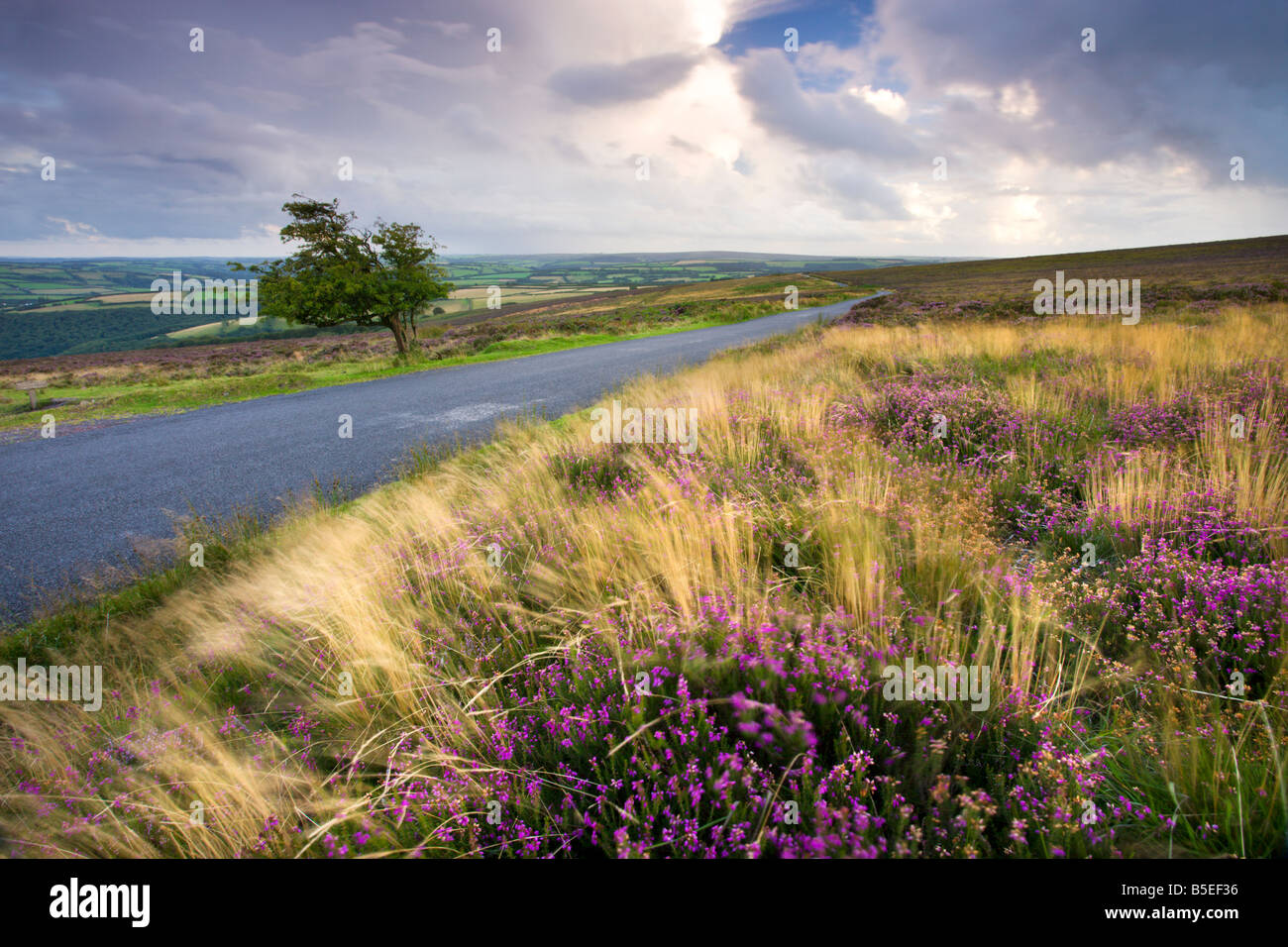 Bell heather uk hi-res stock photography and images - Alamy