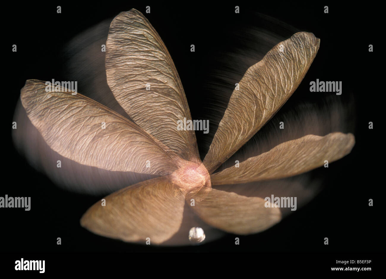 graine d erable allant vers le sol a la maniere d un helicoptere maple ...