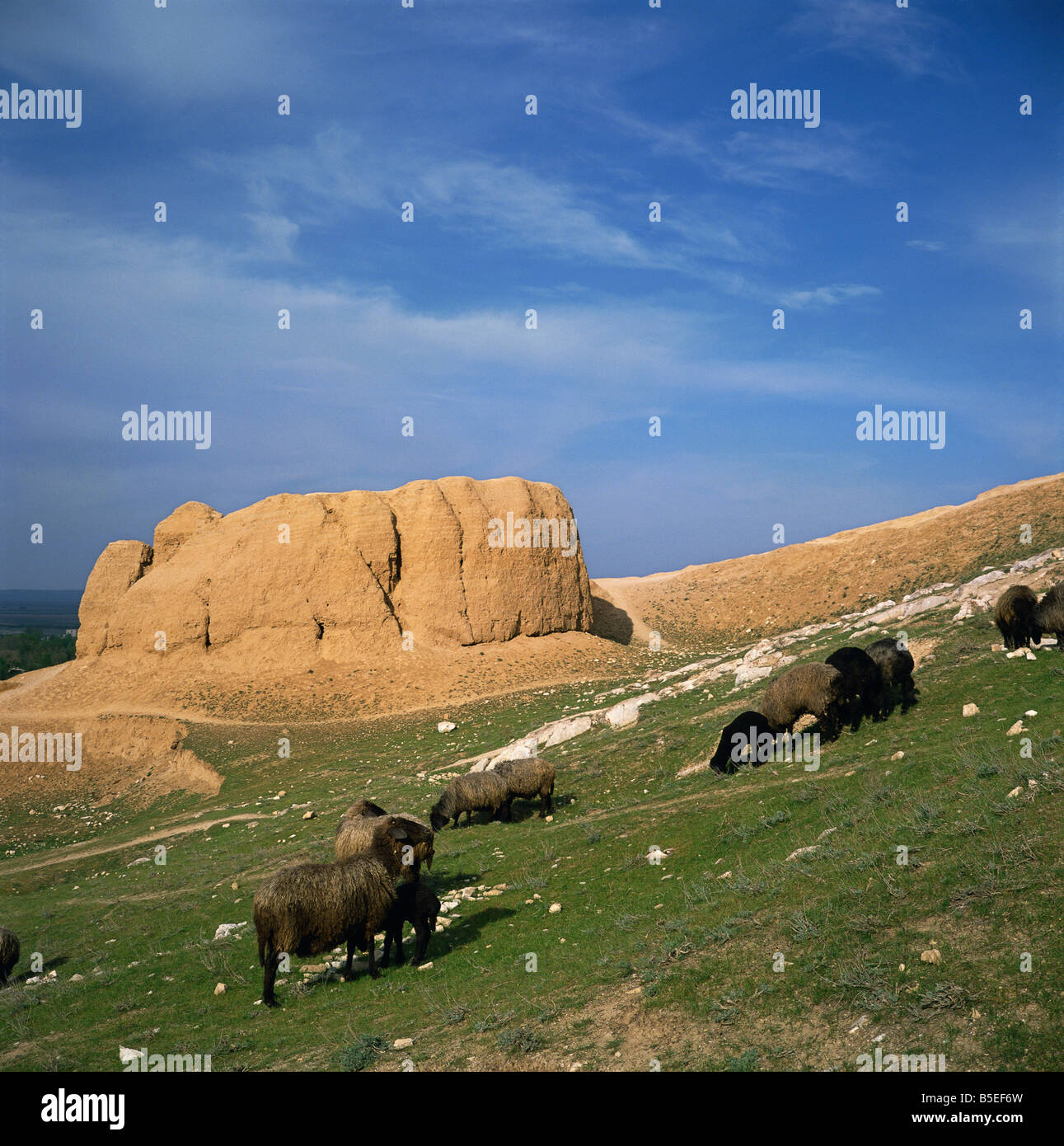 Sheep in front of the C4th BC Alexander the Great fort at Nyrato ...