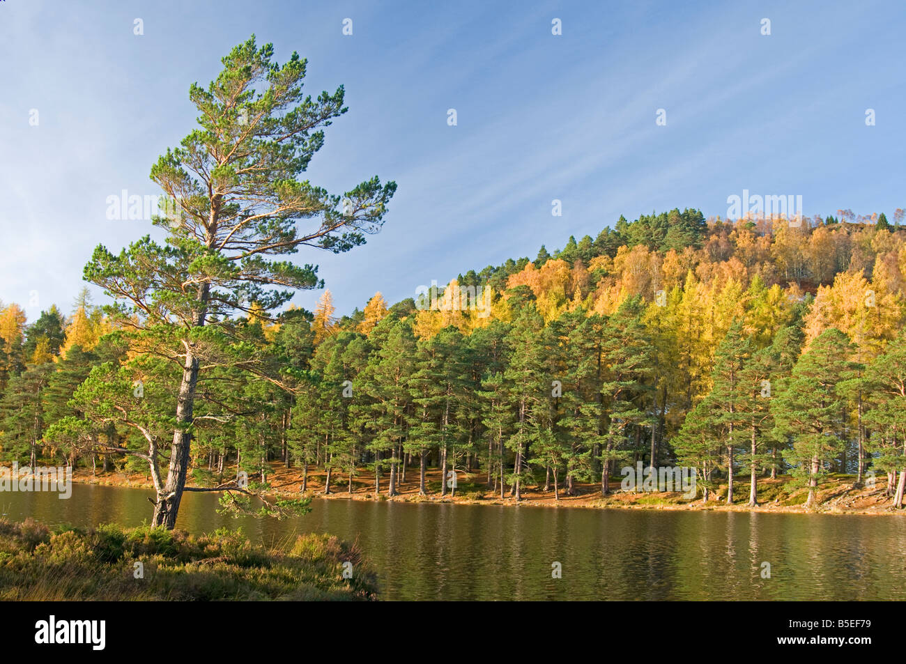 Loch an Eilein Rothiemurchus Strathspey Inverness-shire Highland Region ...