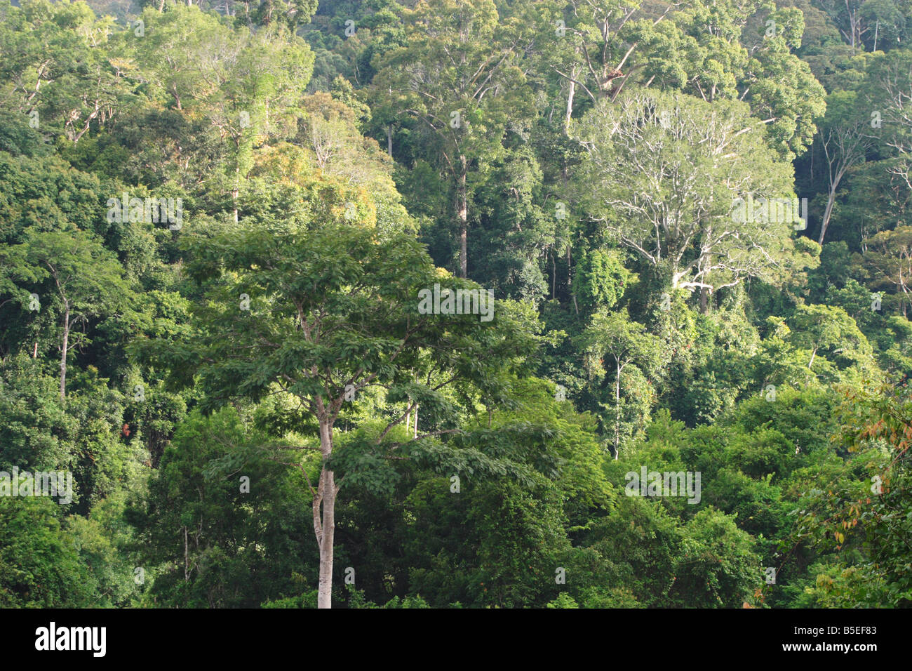 Malaysian Tropical Rainforest at Pahang National Park Stock Photo - Alamy