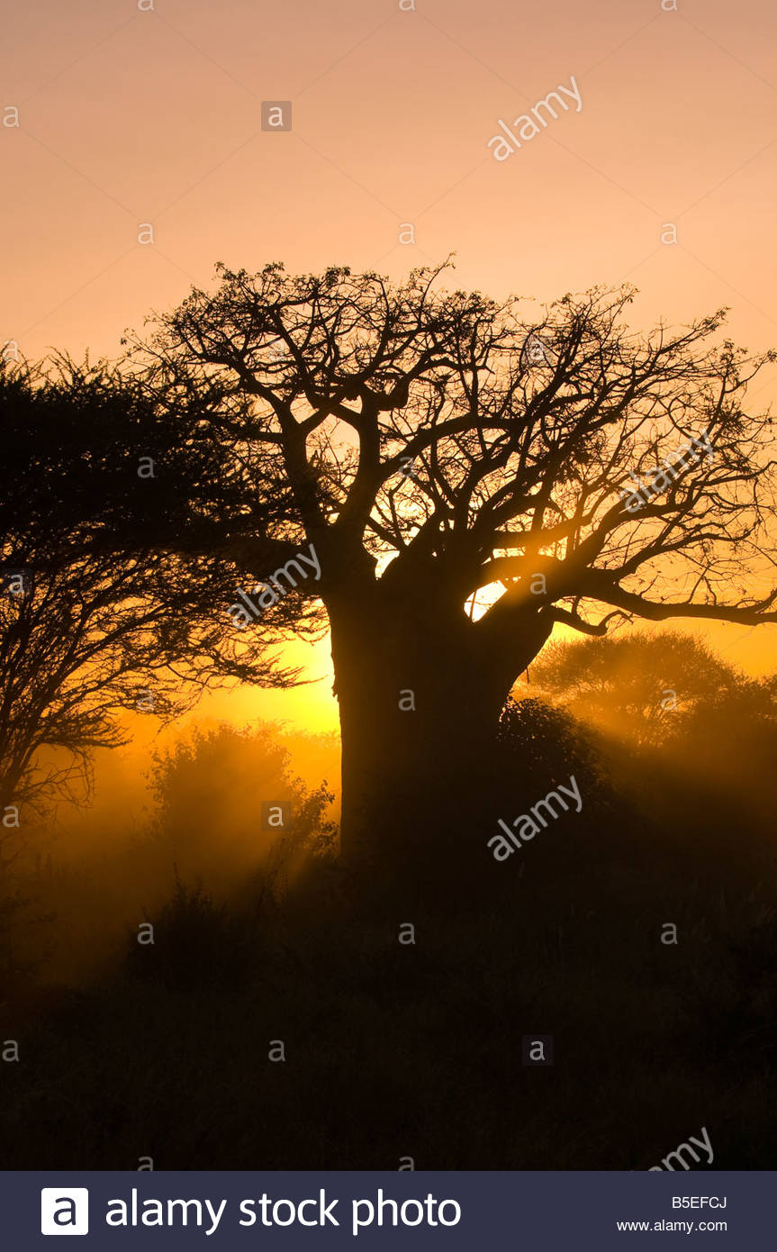 Baobab Tree At Sunrise Stock Photos & Baobab Tree At Sunrise Stock ...