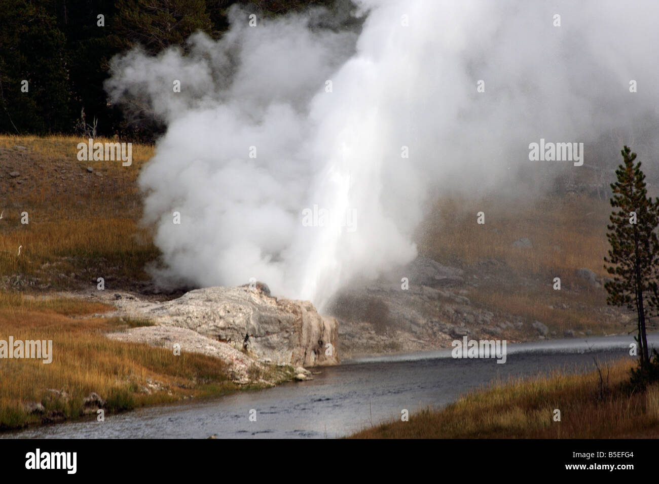 Yellowstone national park geyser erupts,USA Stock Photo - Alamy
