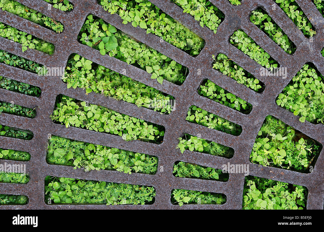 Cast iron tree grate with seedlings sprouting Stock Photo - Alamy