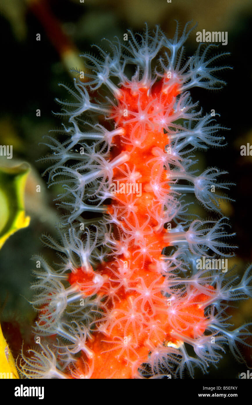 Precious Coral, Red Coral (Corallium rubrum), in close-up showing the ...