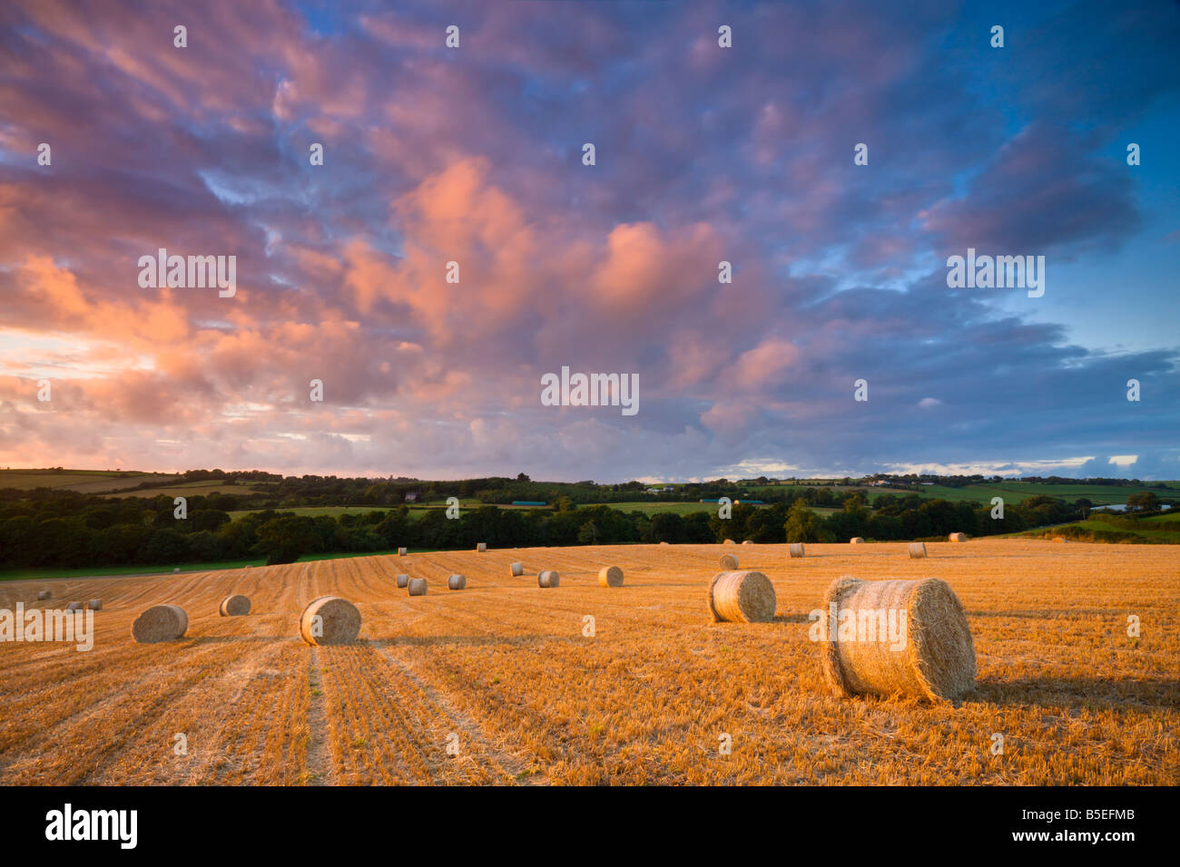Devon field hi-res stock photography and images - Alamy