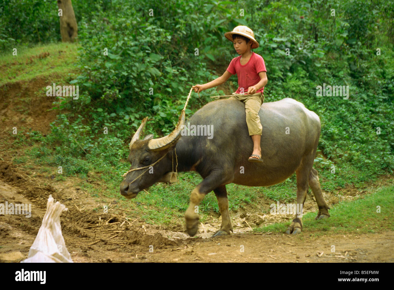Small boy riding a water buffalo at Mai Chau Vietnam Asia J Sweeney ...