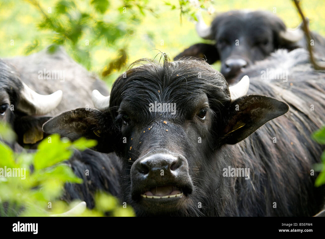 Buffallo hi-res stock photography and images - Alamy