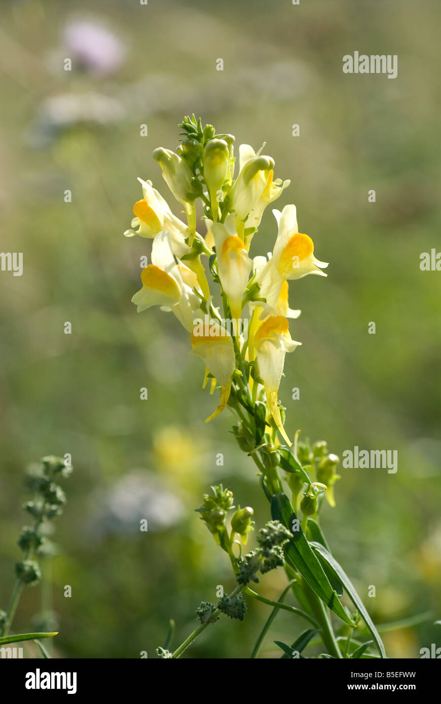 Koster plant hi-res stock photography and images - Alamy