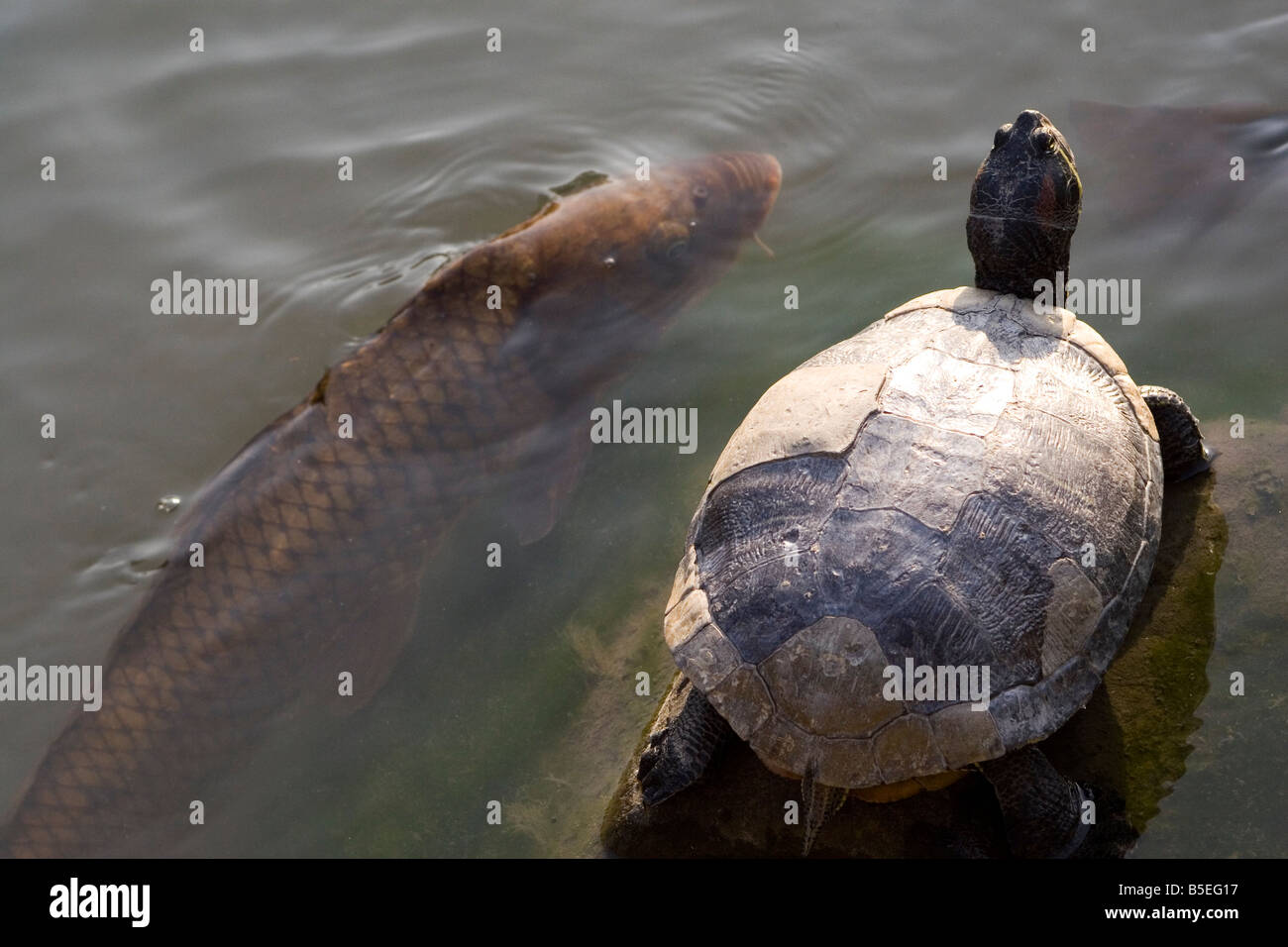 Terrapin fish hi-res stock photography and images - Alamy