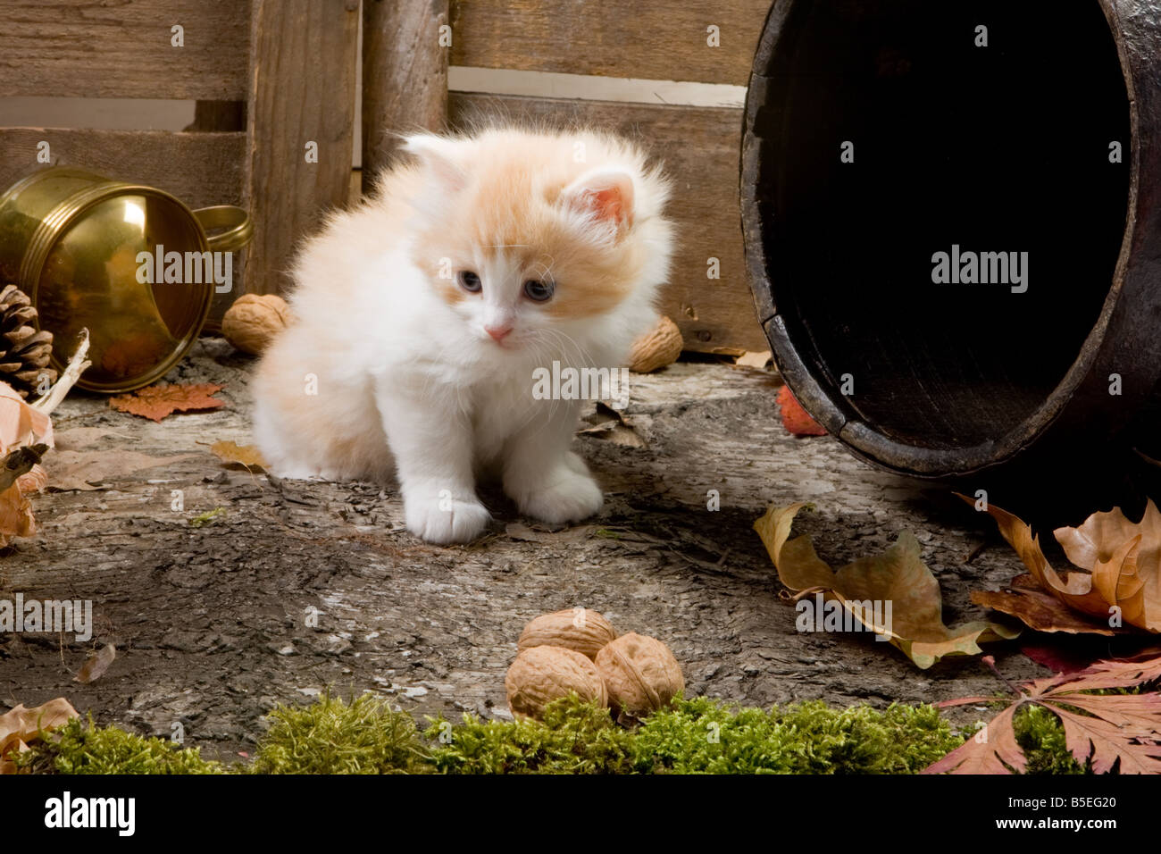 Six weeks old kitten exploring the garden Stock Photo - Alamy