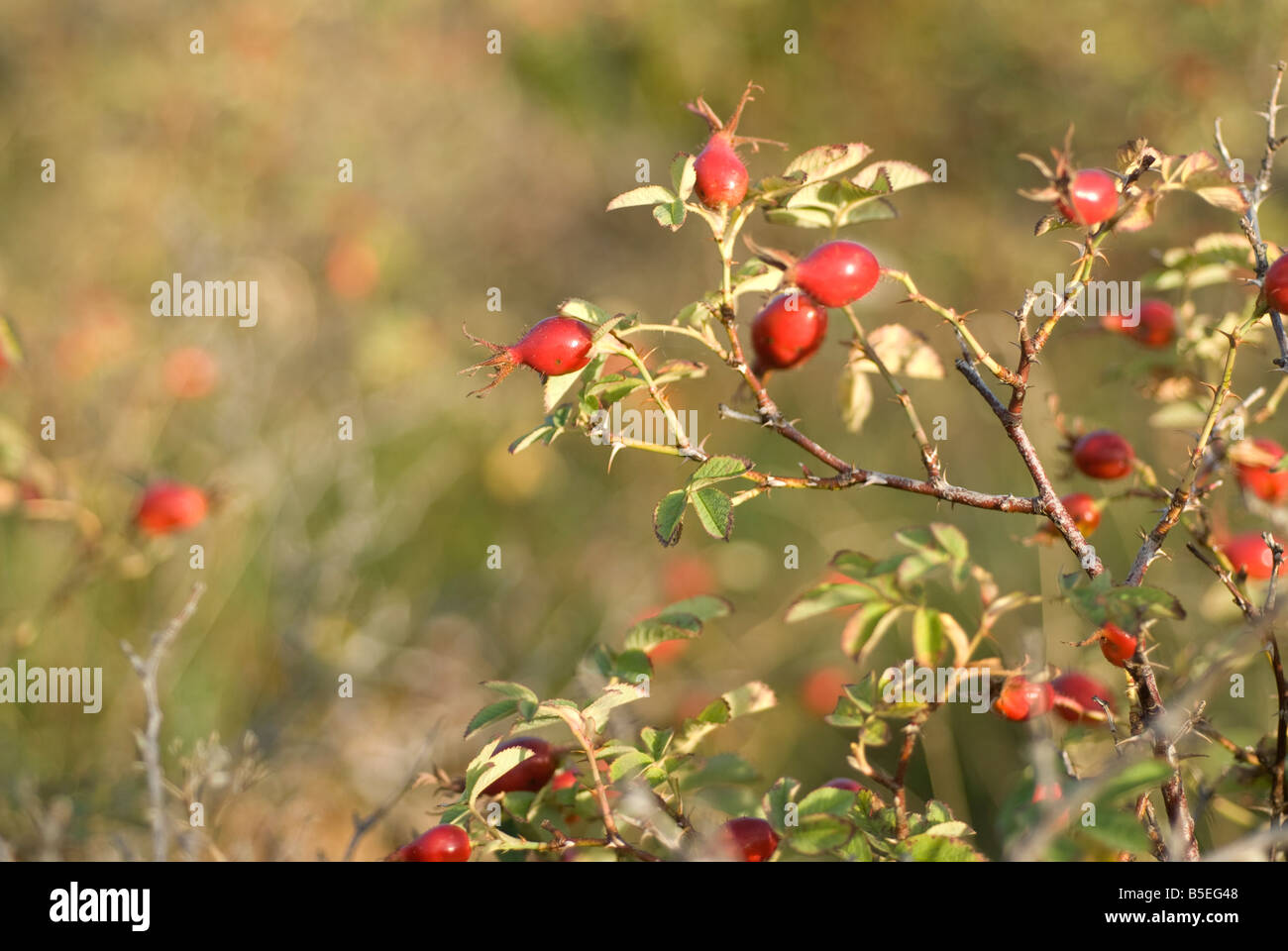 Hip plant, Sweden Stock Photo - Alamy