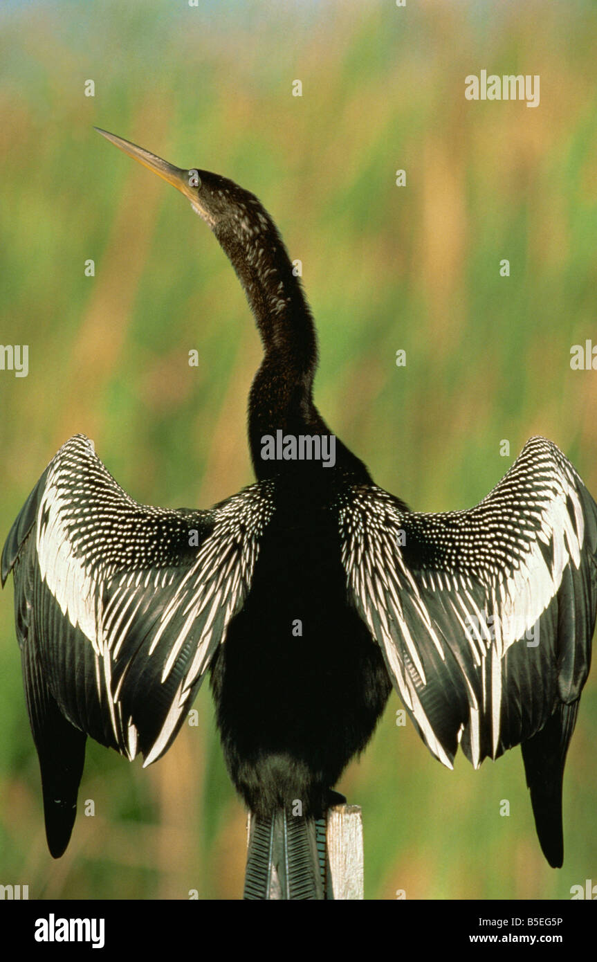 Drying up wings hi-res stock photography and images - Alamy