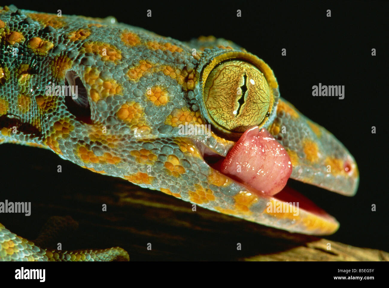 Tokay gecko tongue hi-res stock photography and images - Alamy