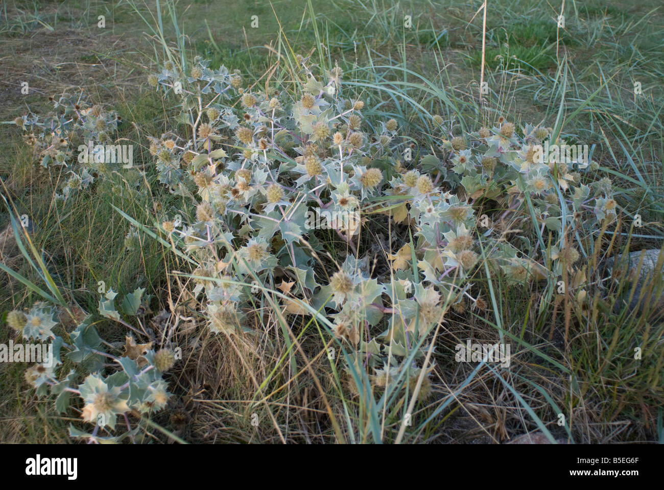 Koster plant hi-res stock photography and images - Alamy