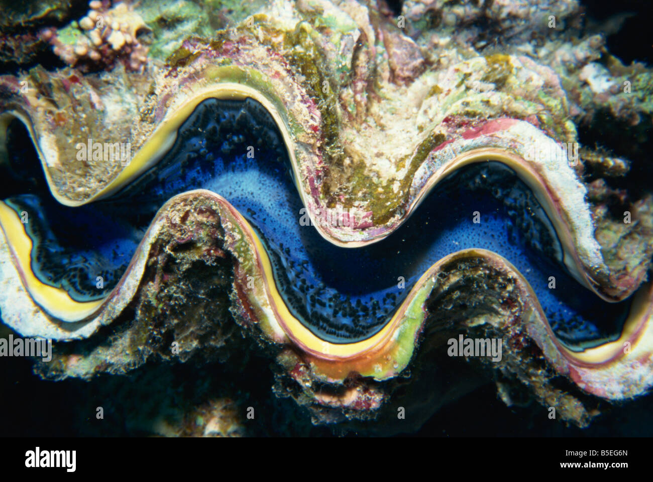 Close up of a giant clam s mouth Red Sea G Hellier Stock Photo - Alamy
