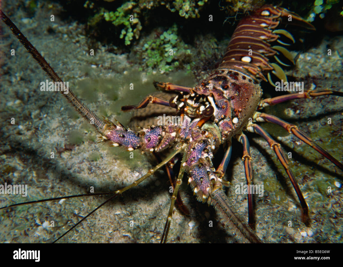 Spiny Lobster Caribbean High Resolution Stock Photography and Images ...