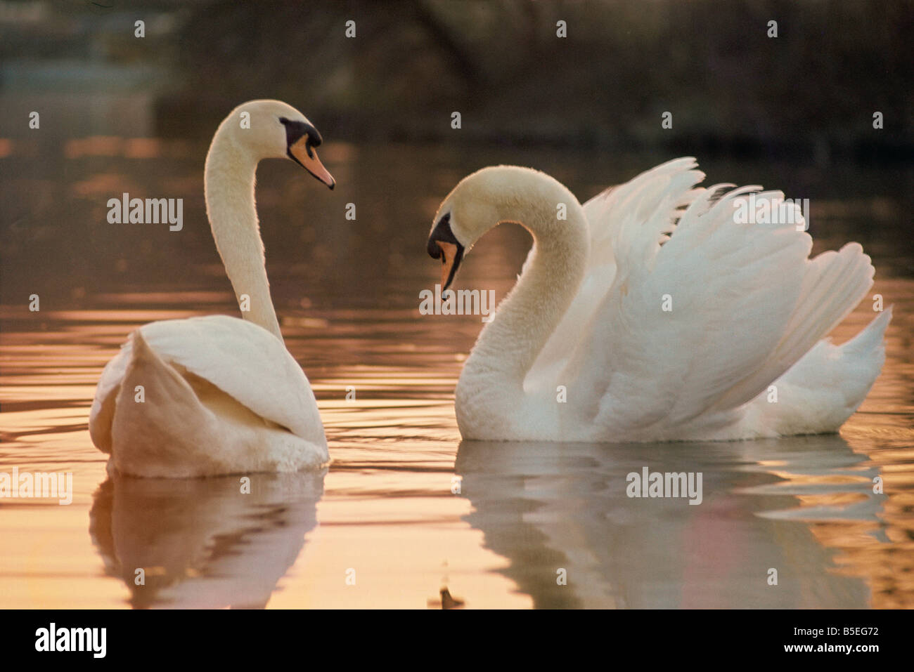 Water two swans hi-res stock photography and images - Alamy