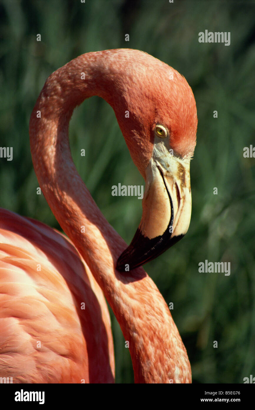 Bavister hi-res stock photography and images - Alamy