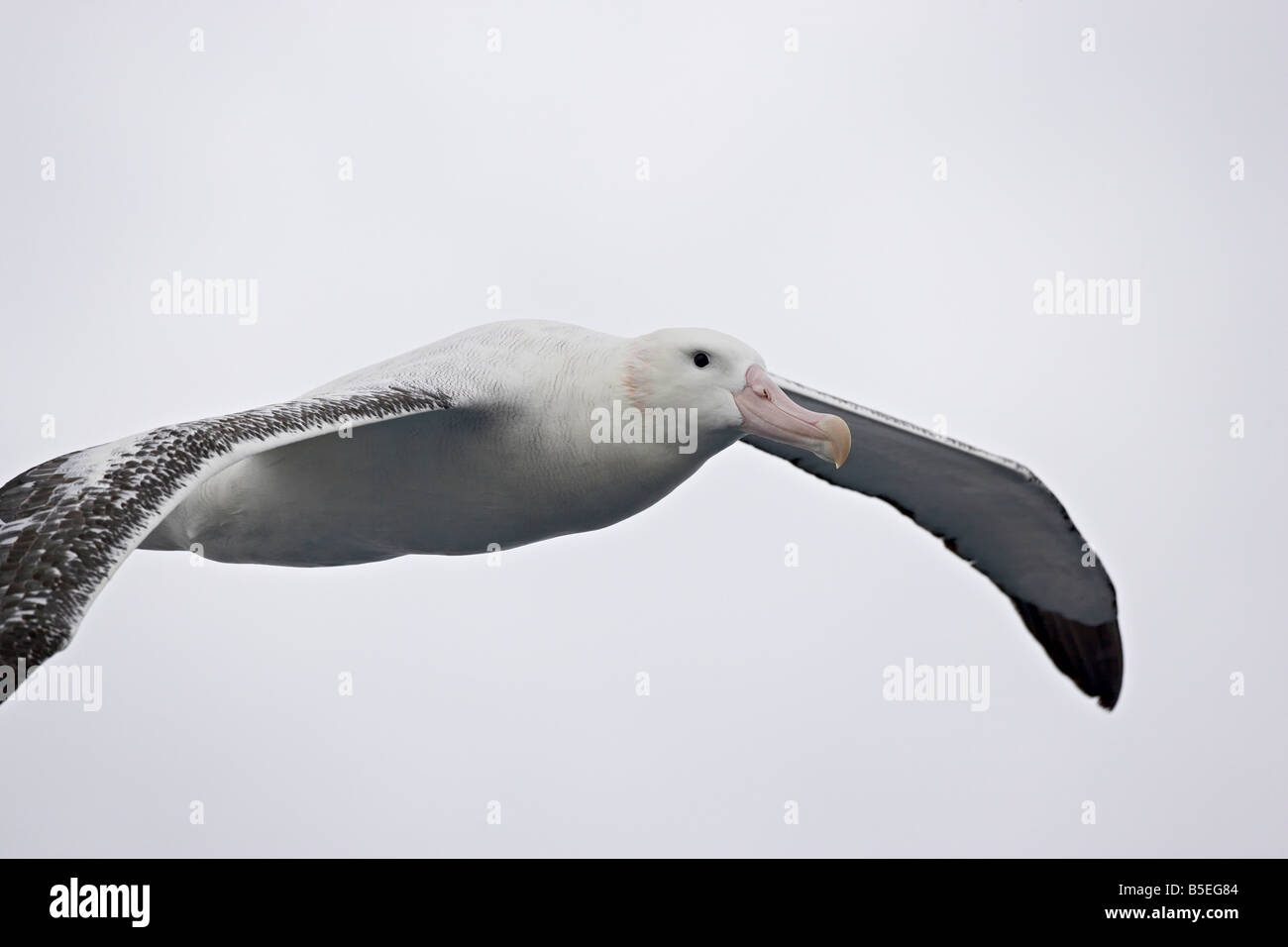 Wandering albatross (Diomedea exulans) soaring, Drake Passage, from ...