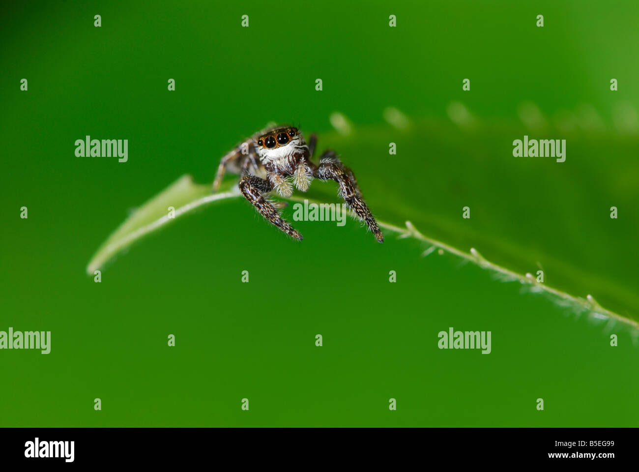 Salticids are the spiders with the best eyesight. Not only that, they ...