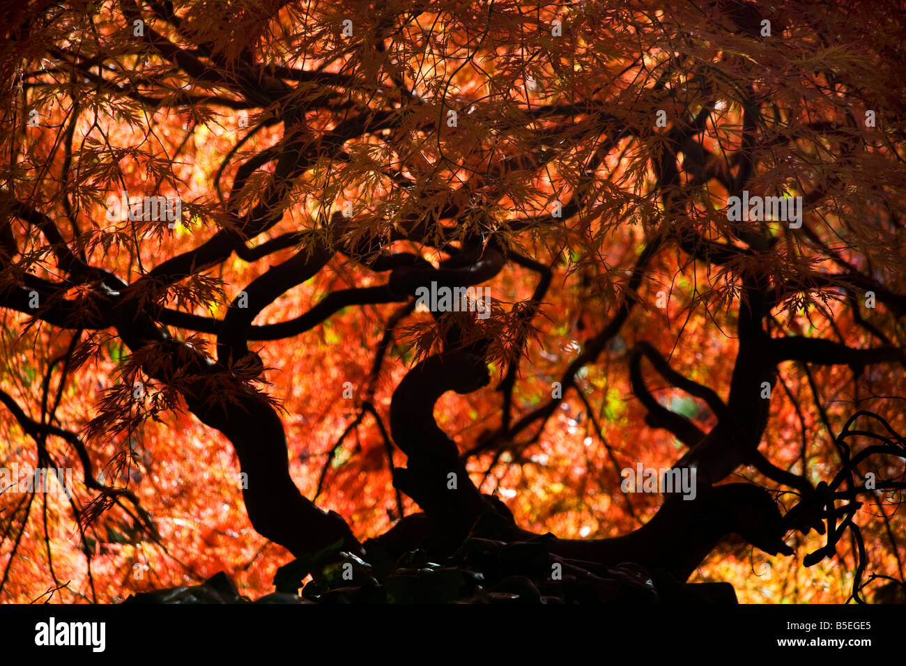 Japanese maple tree vancouver hi-res stock photography and images - Alamy